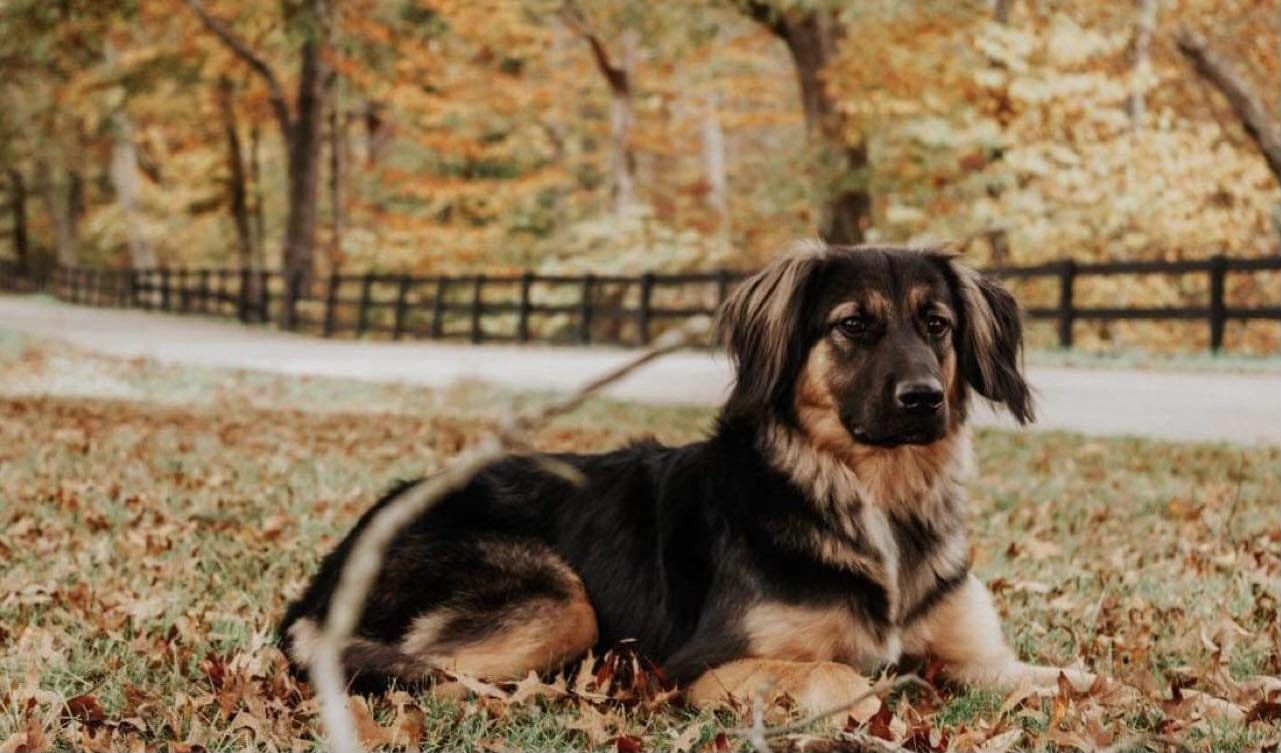 Background and Attributes