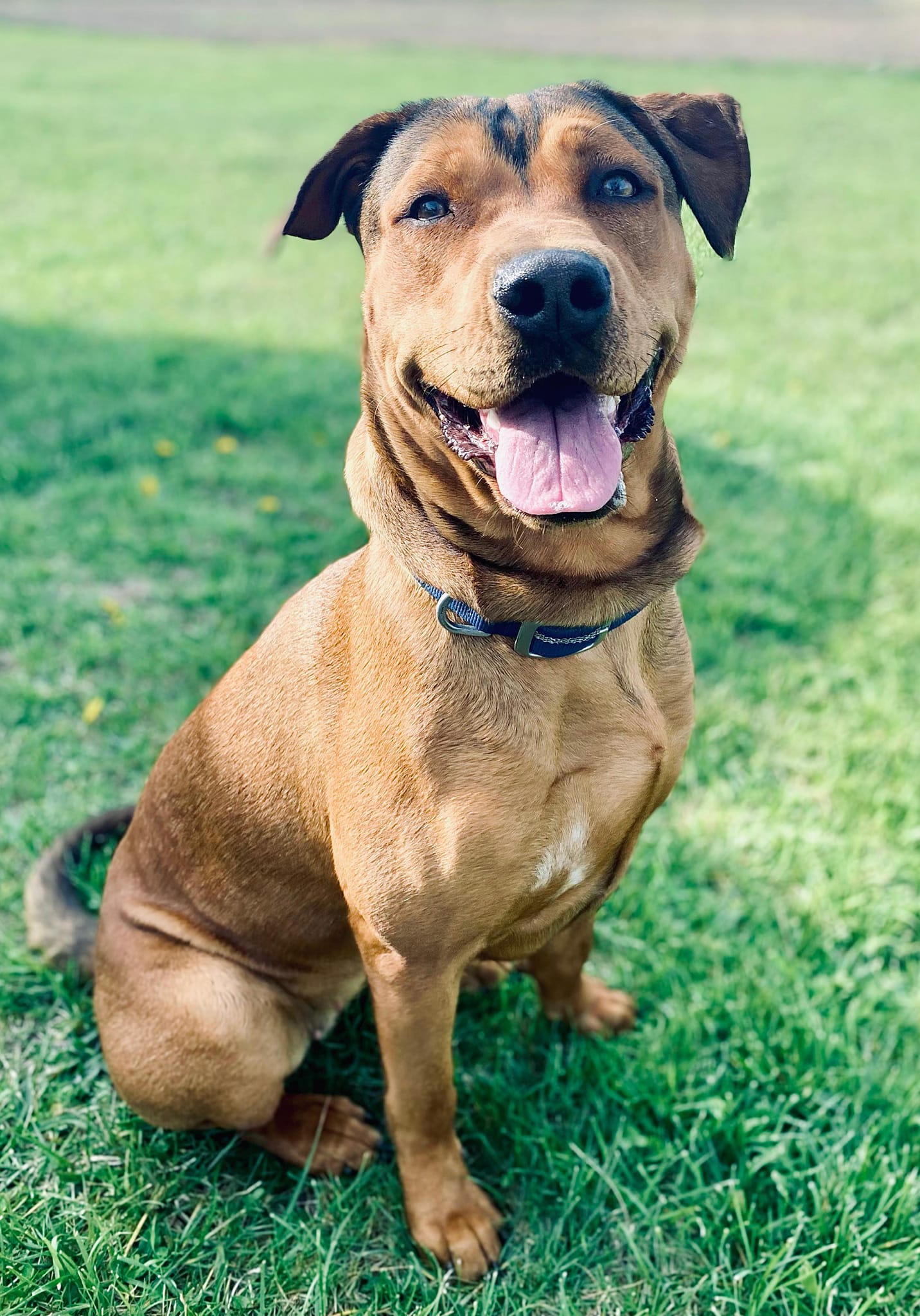 Background and Attributes