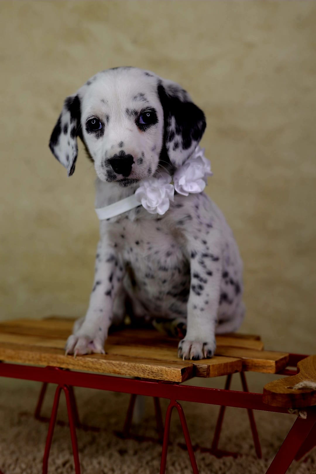 Background and Attributes