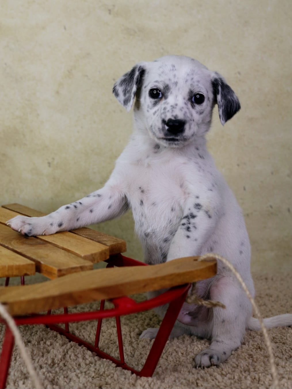 Background and Attributes