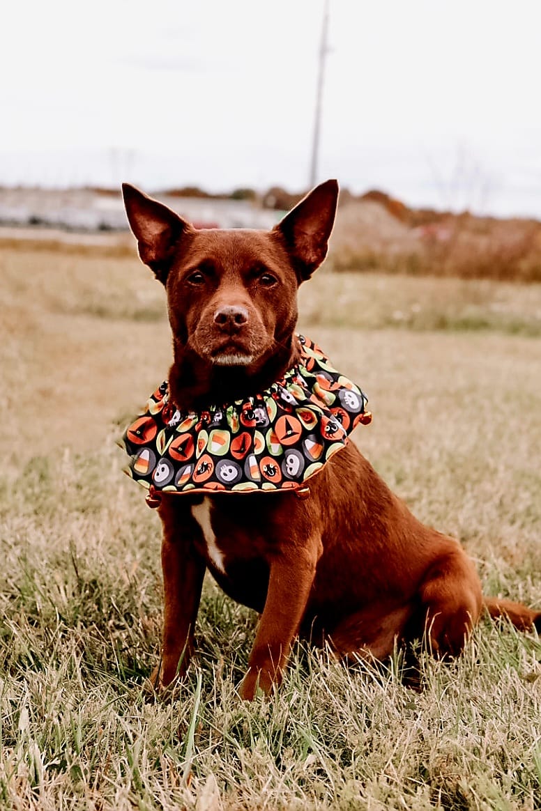 Background and Attributes