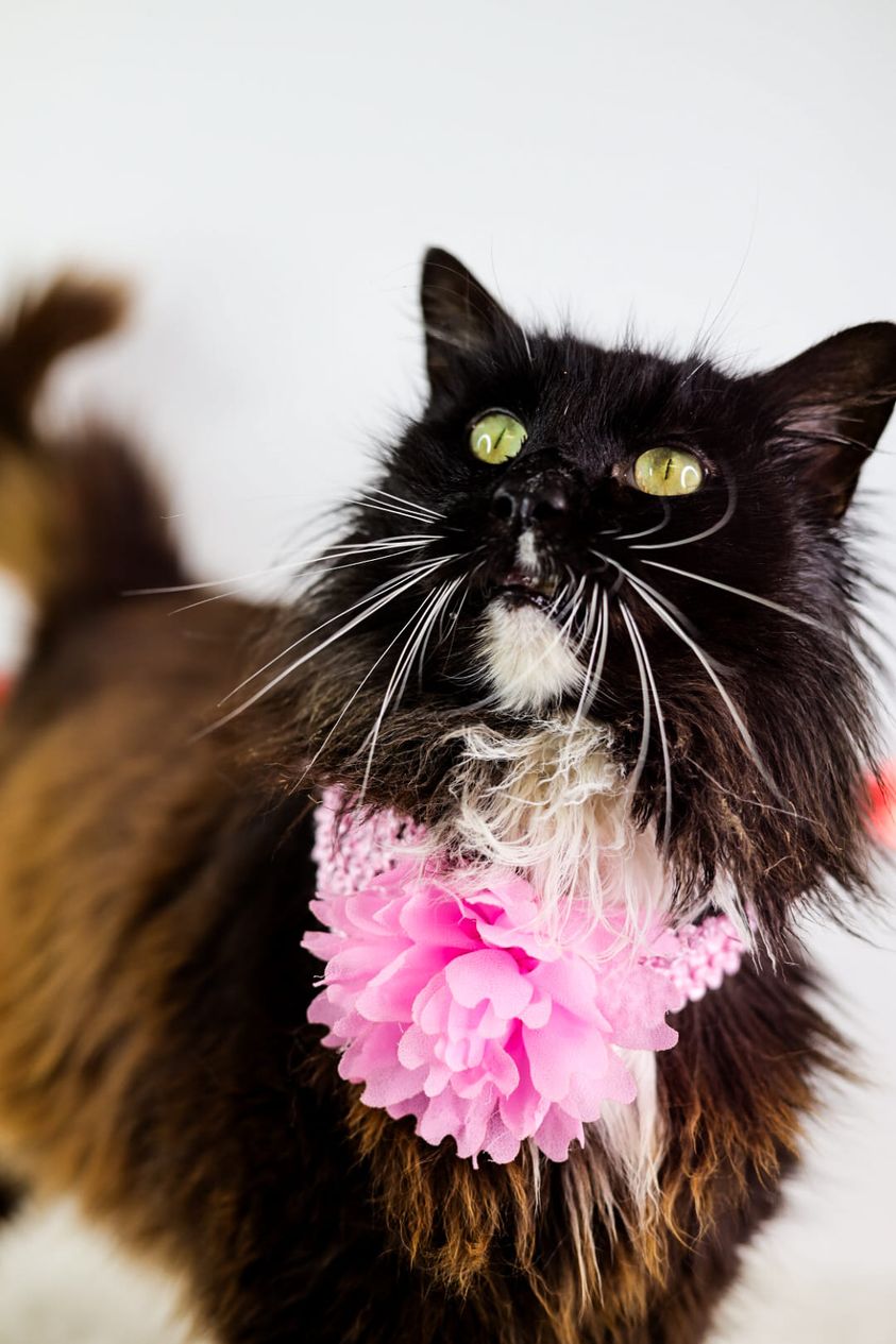 Background and Attributes