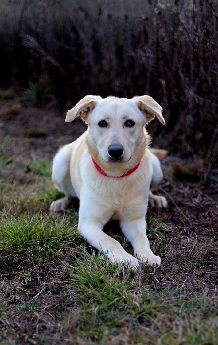 Background and Attributes