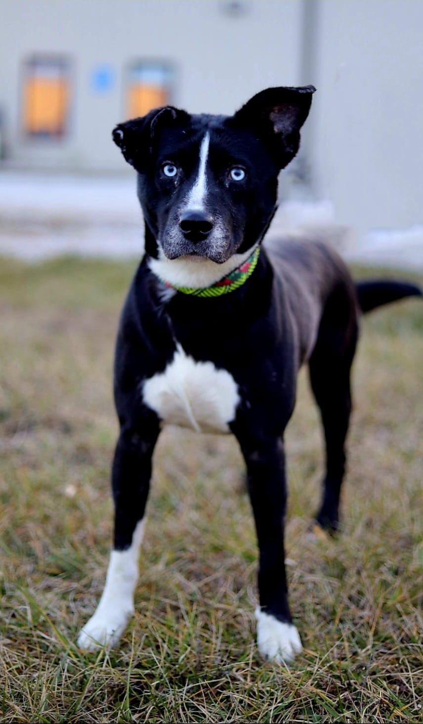 Background and Attributes