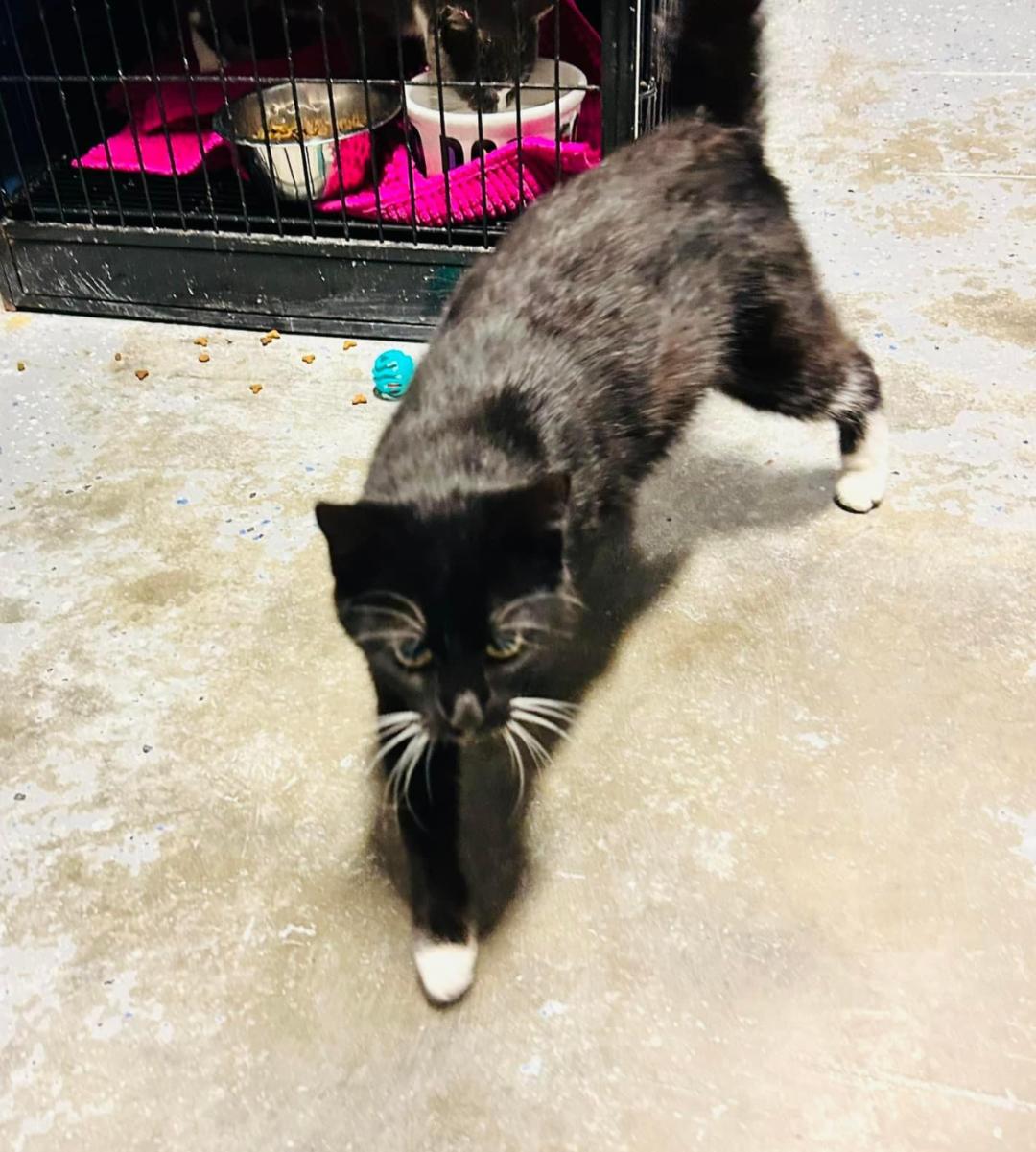 Background and Attributes