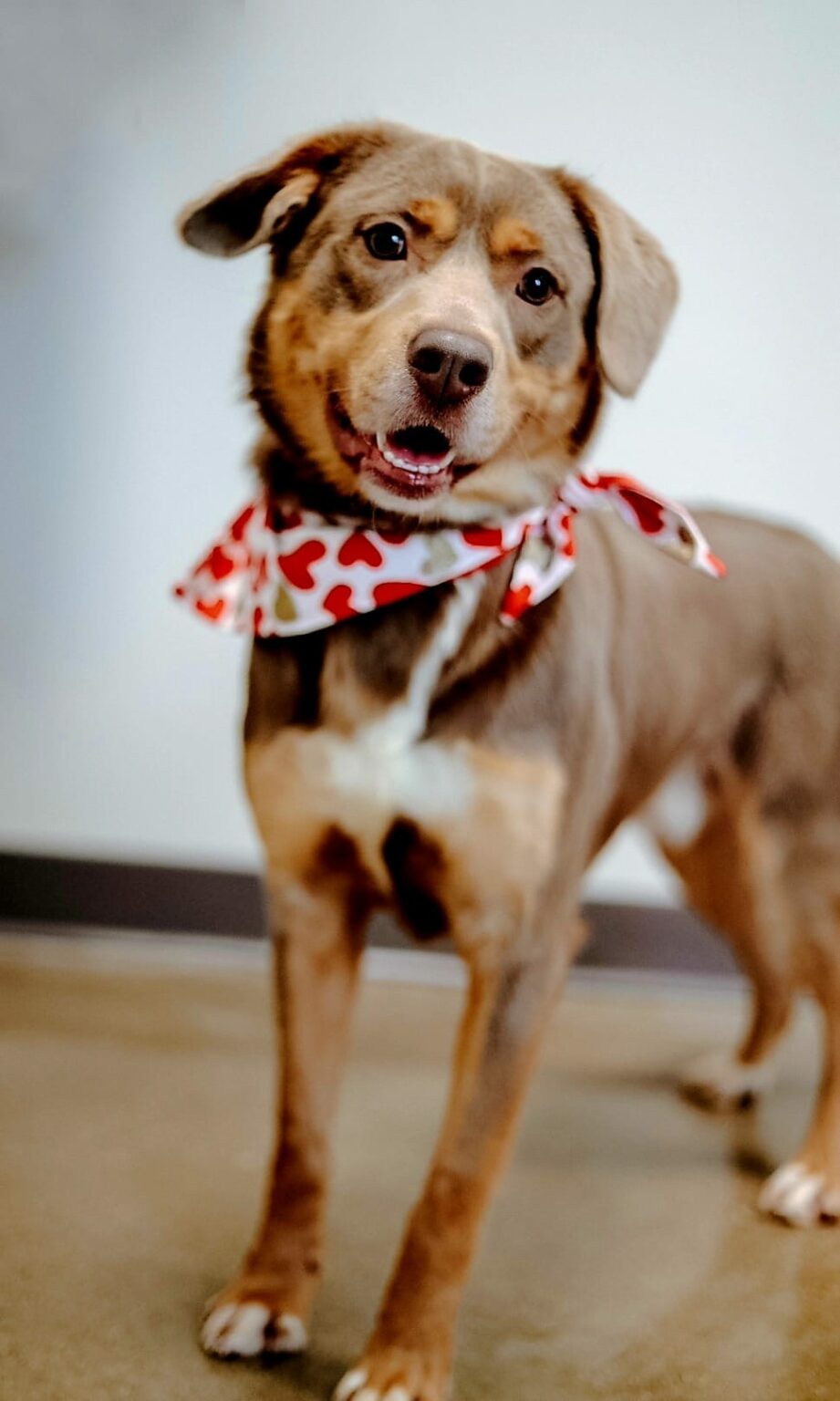 Background and Attributes