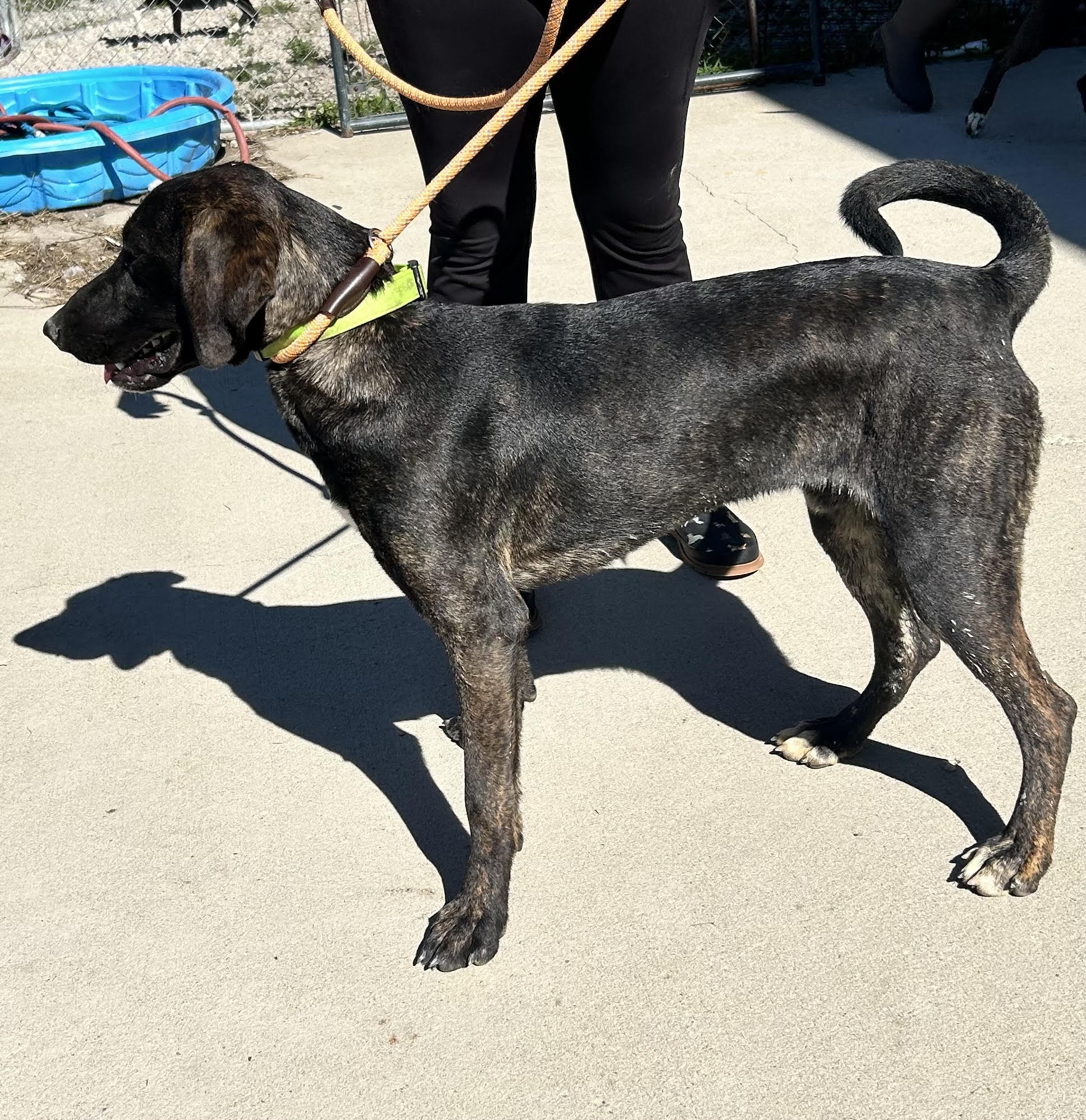 Background and Attributes