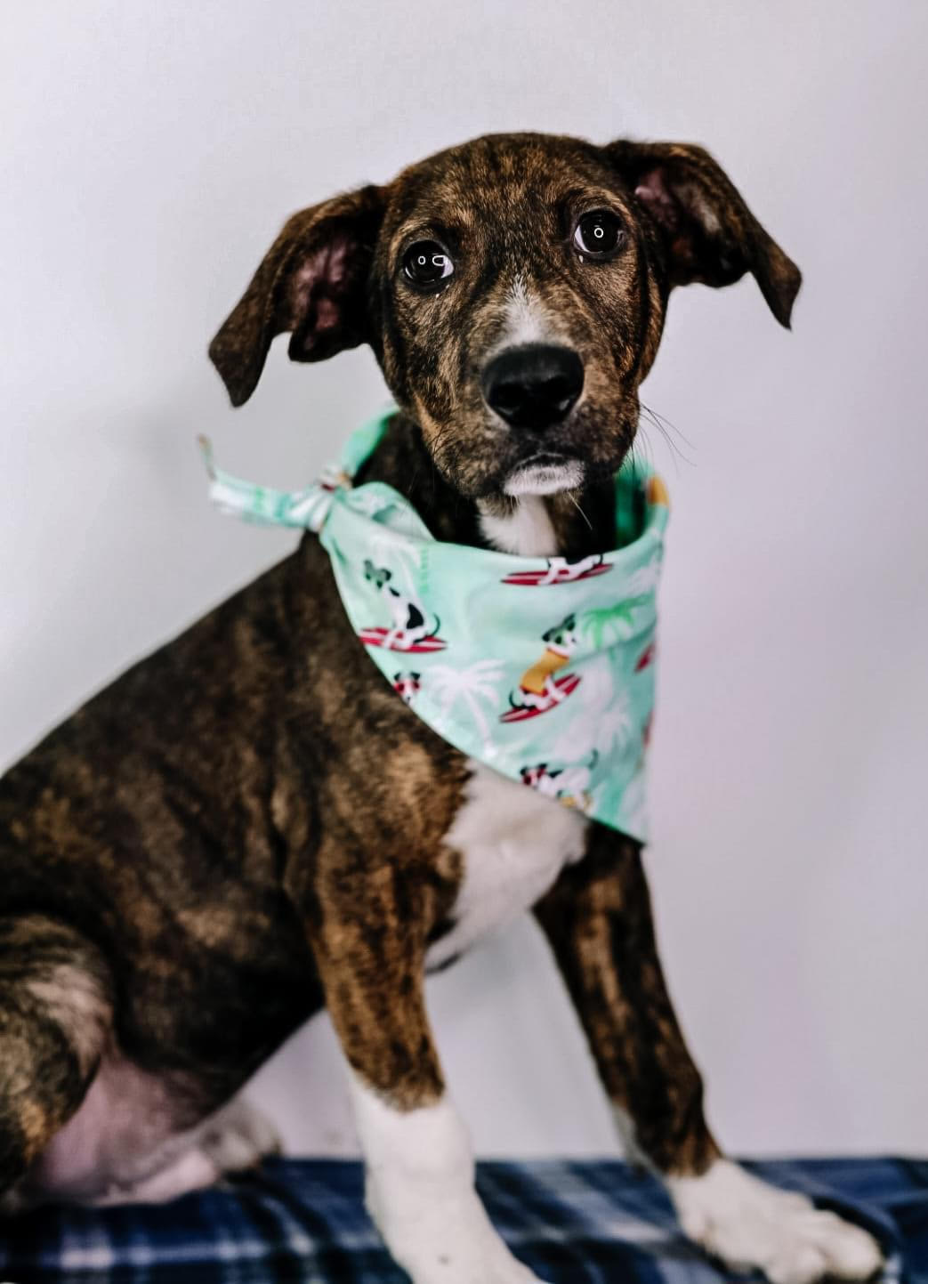 Background and Attributes