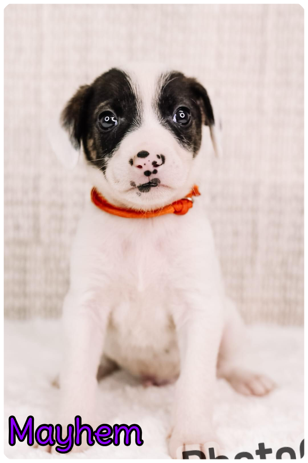 Background and Attributes