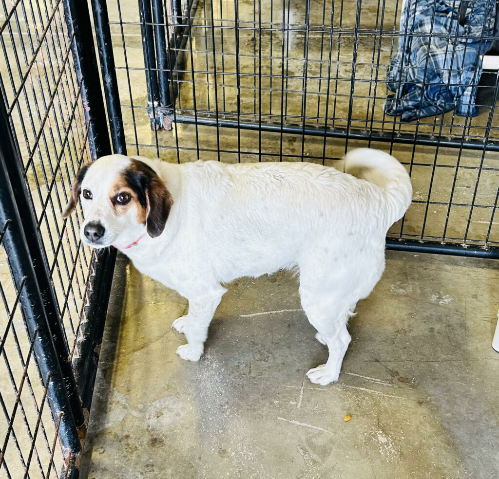 Background and Attributes