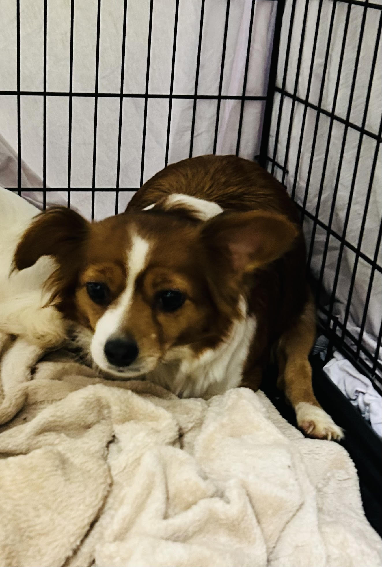 Background and Attributes