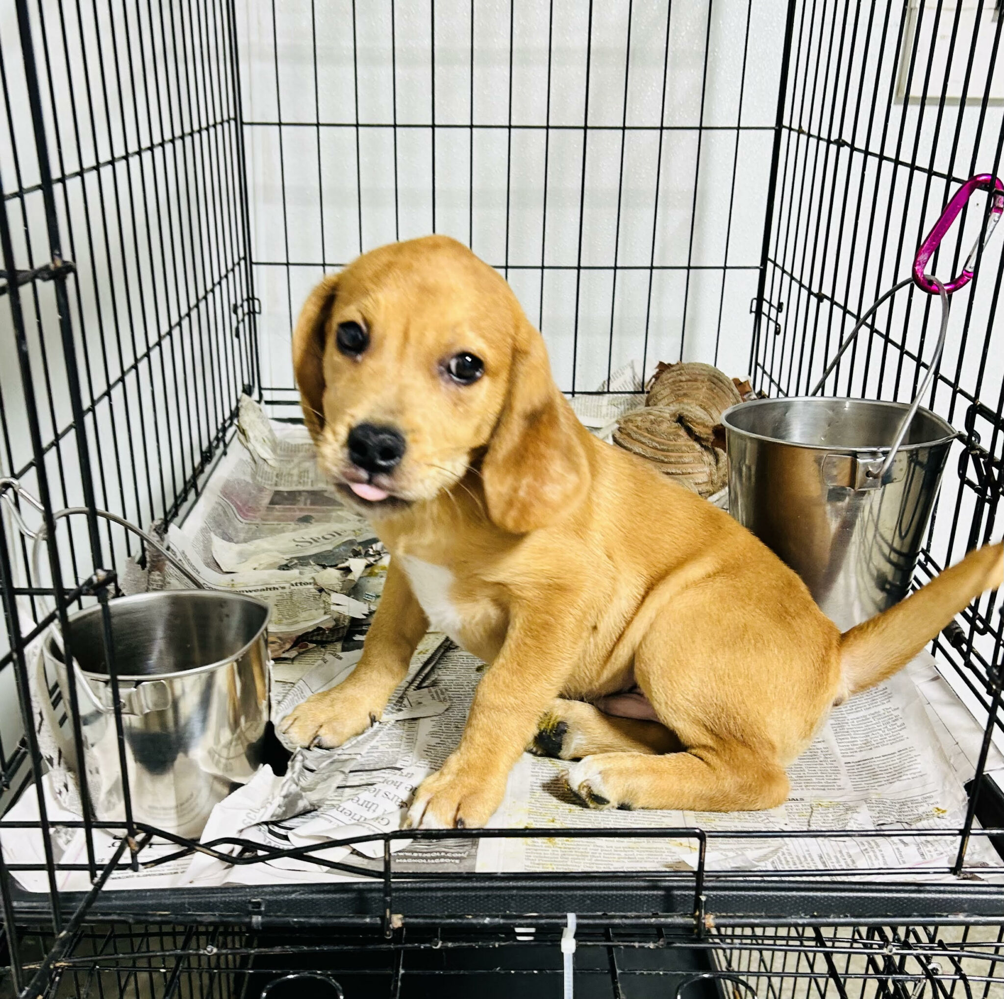 Background and Attributes