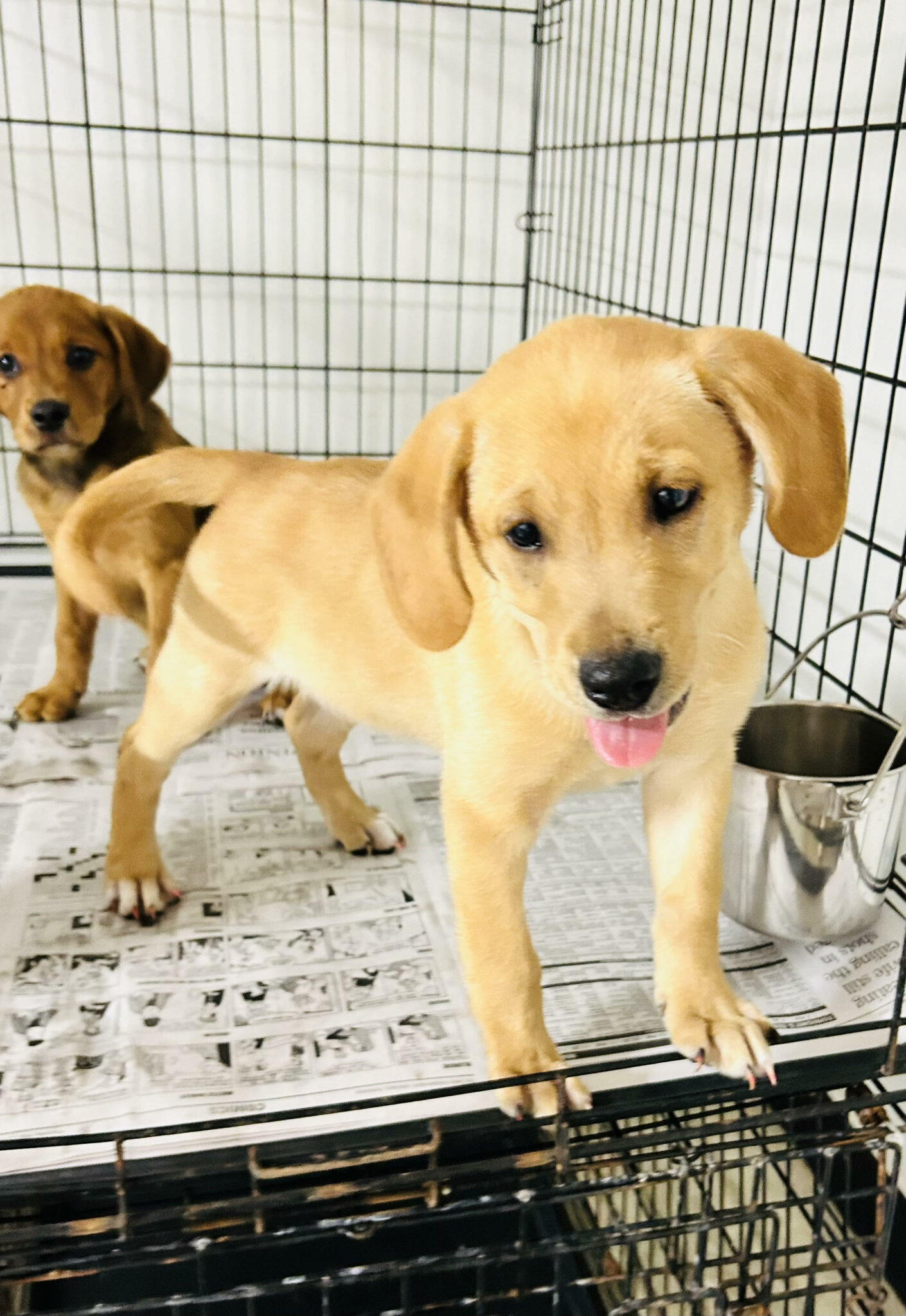 Background and Attributes