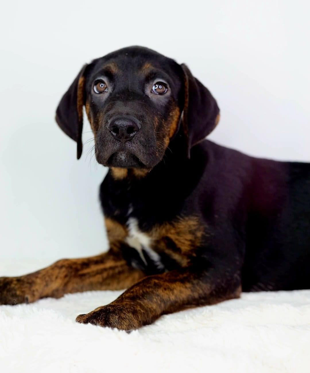 Background and Attributes