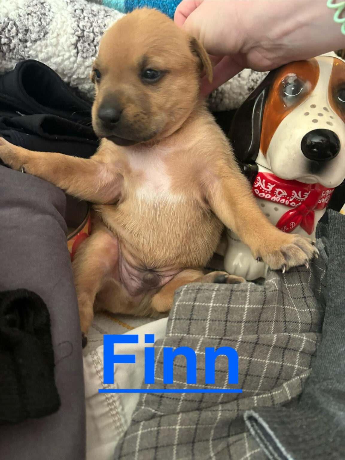 Background and Attributes