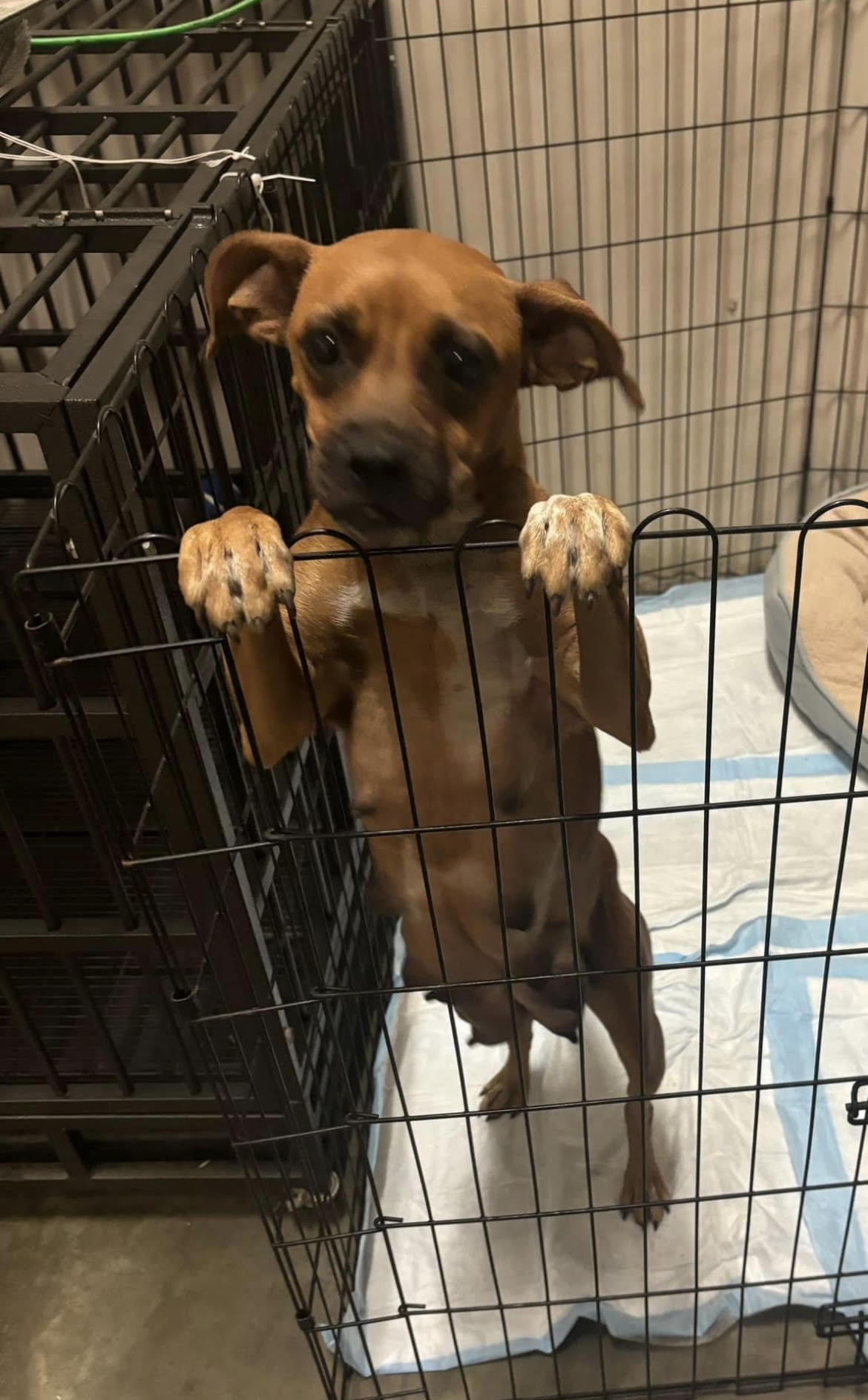 Background and Attributes