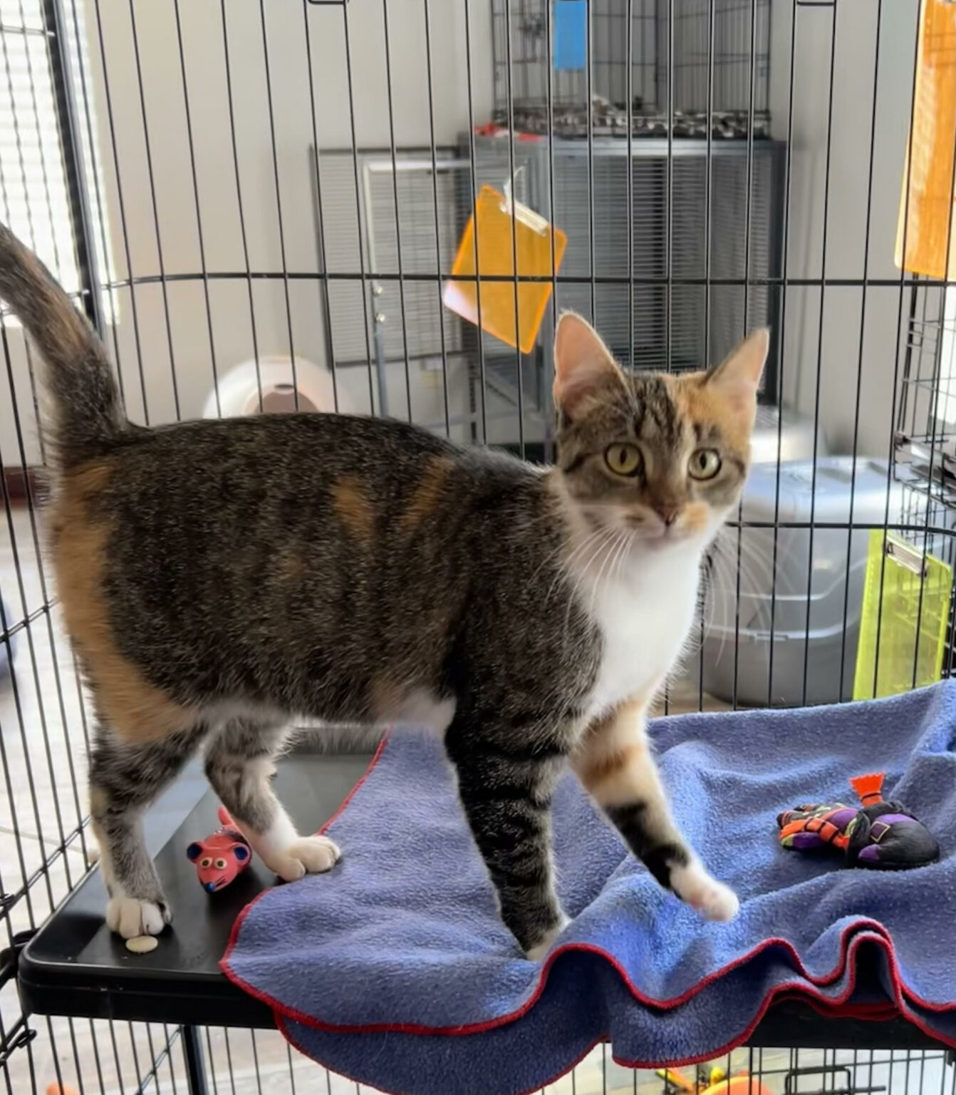 Background and Attributes