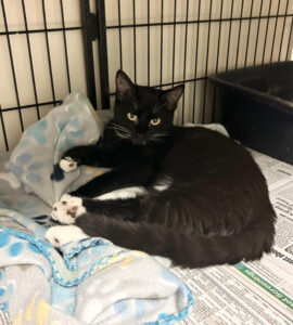 Background and Attributes