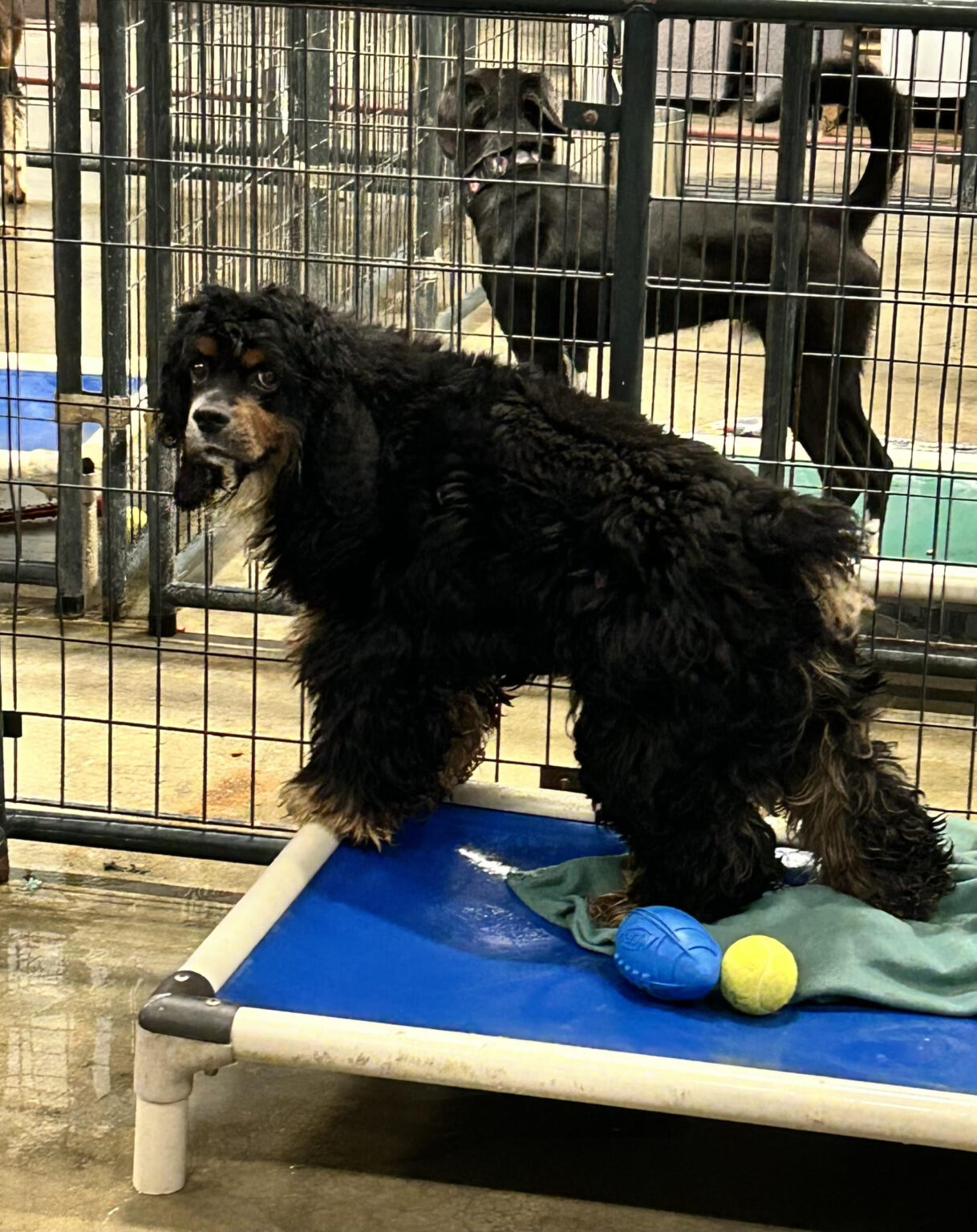 Background and Attributes