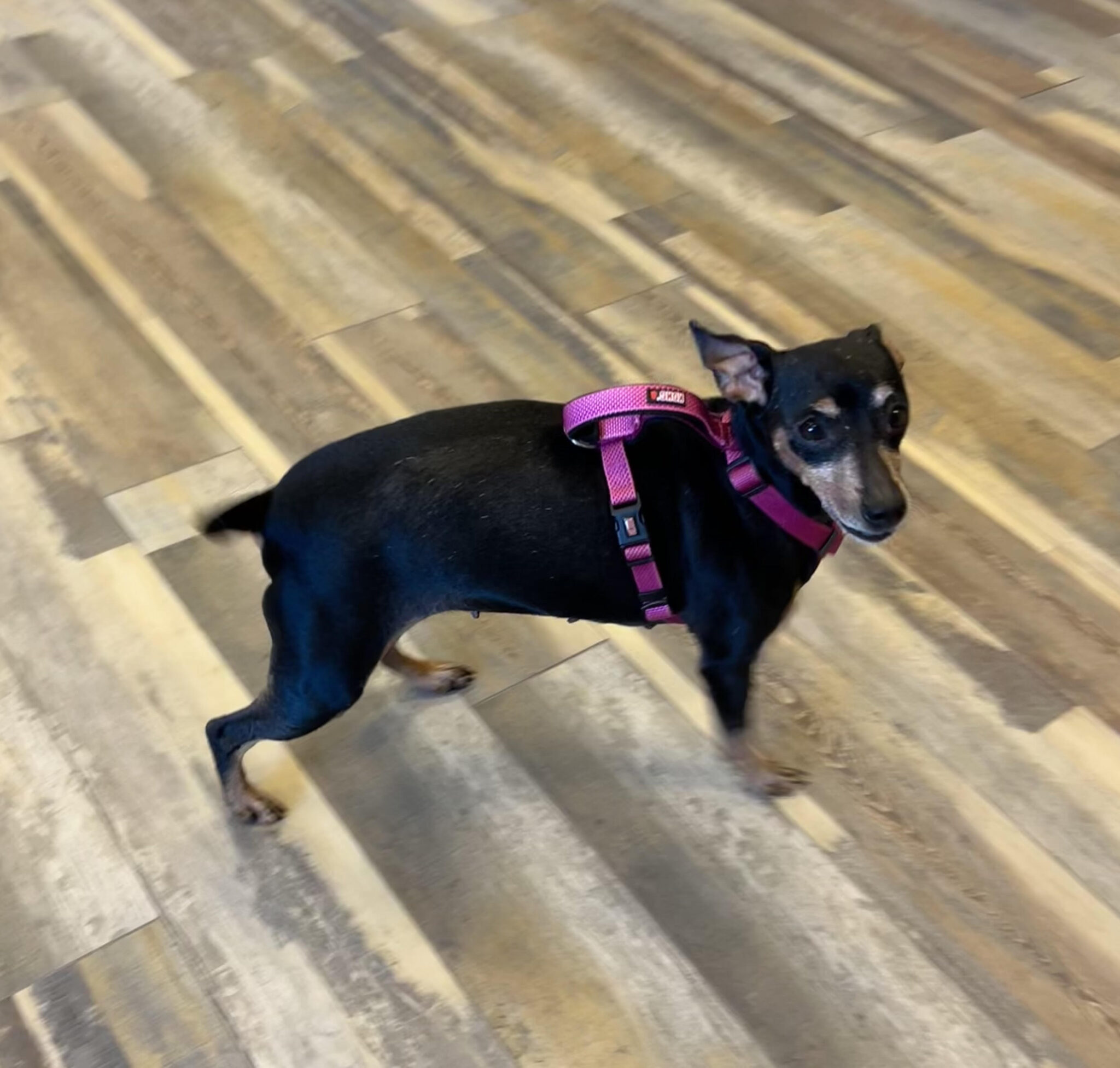 Background and Attributes