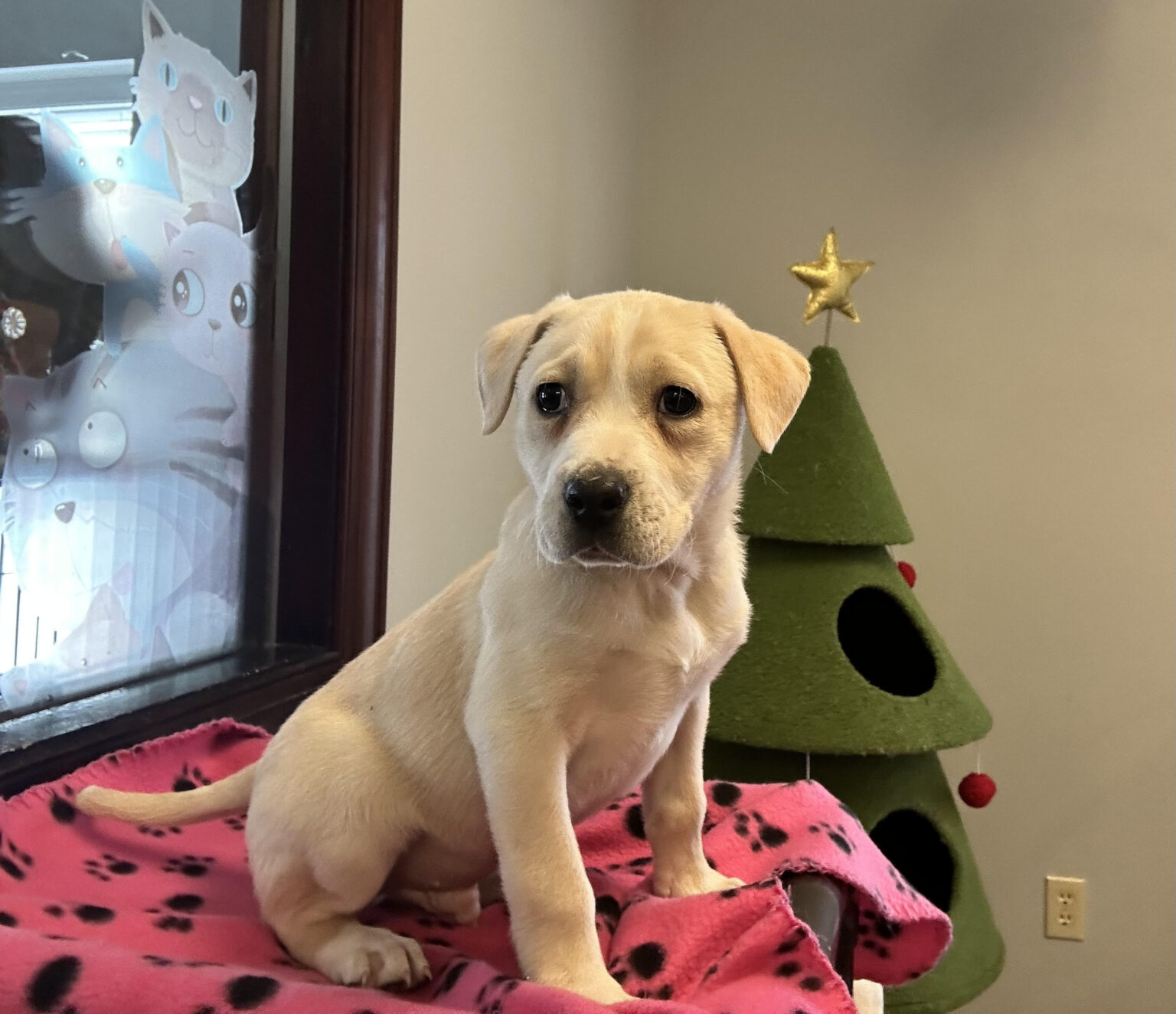 Background and Attributes