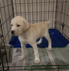 Background and Attributes