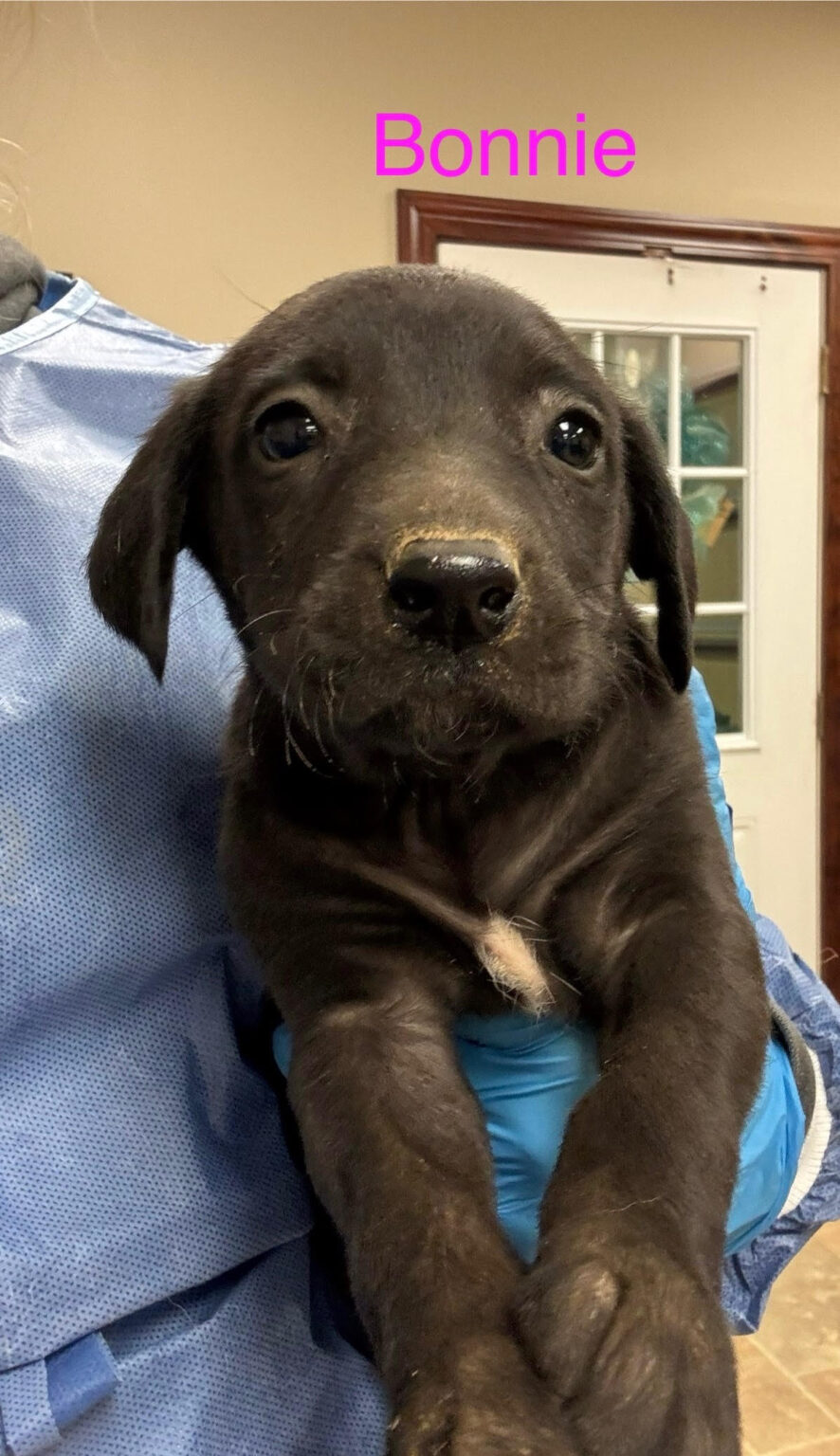 Background and Attributes