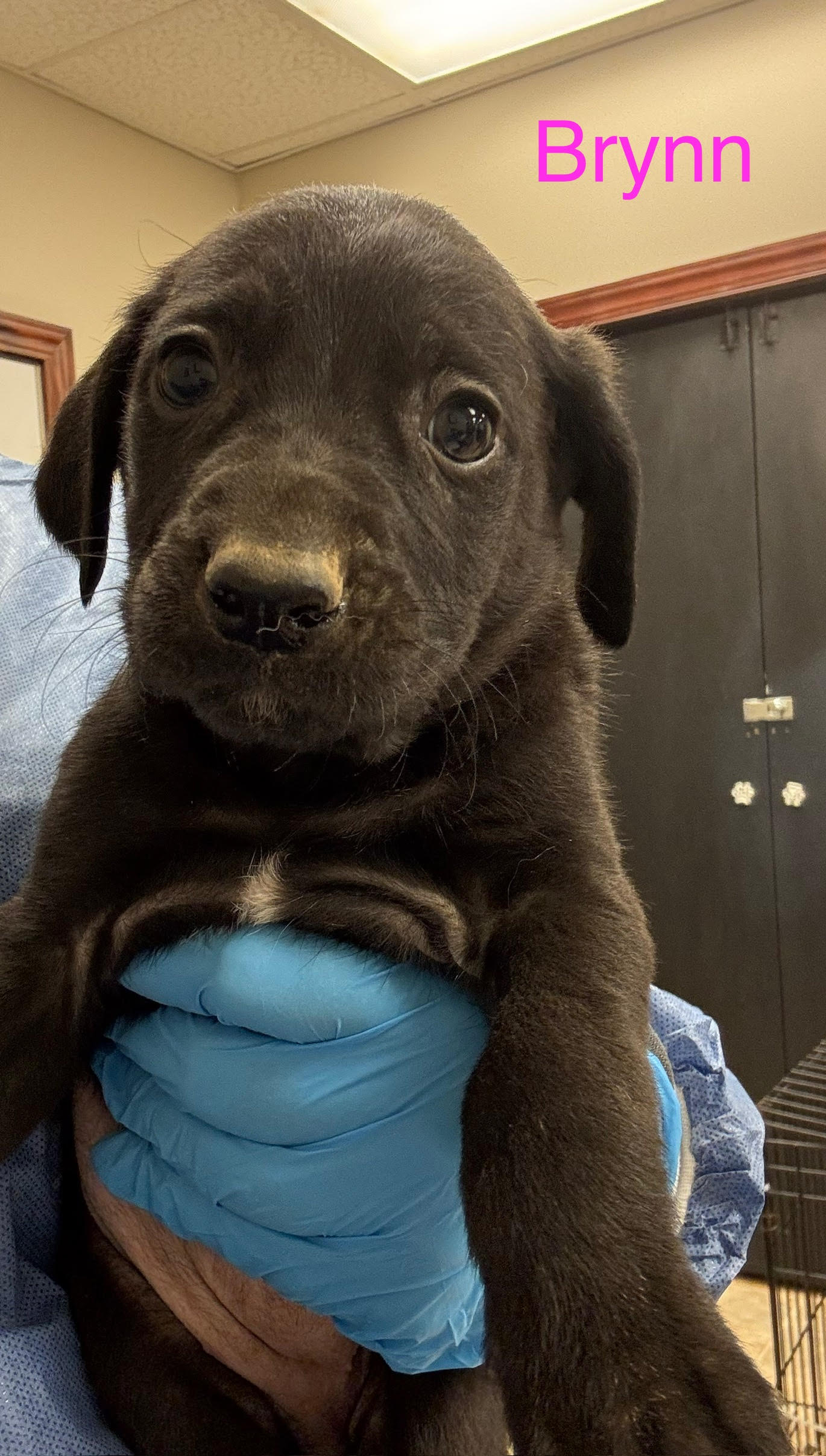 Background and Attributes