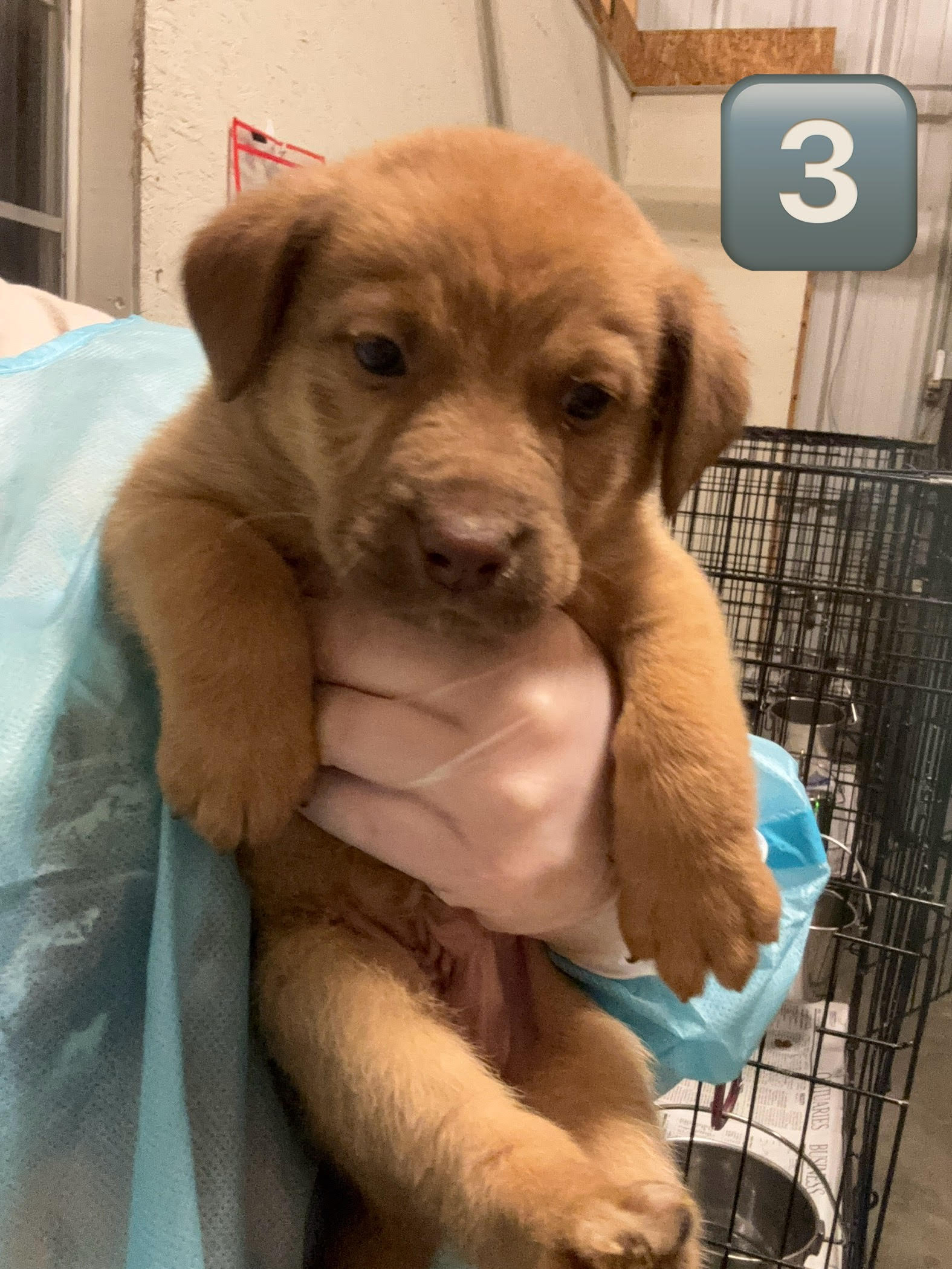 Background and Attributes