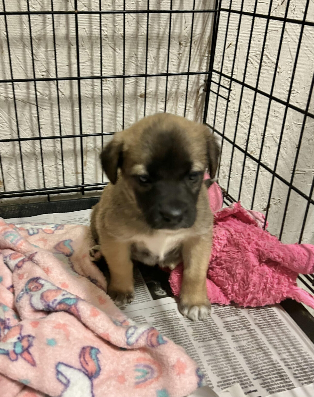 Background and Attributes