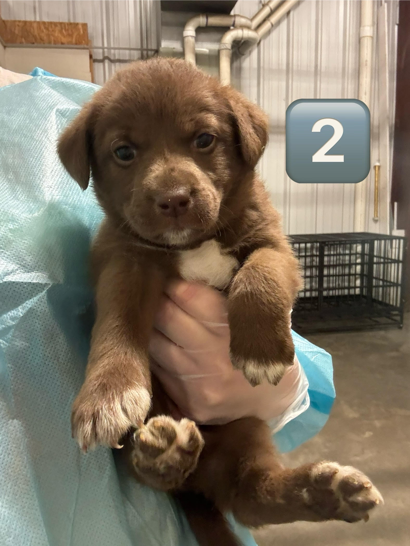 Background and Attributes