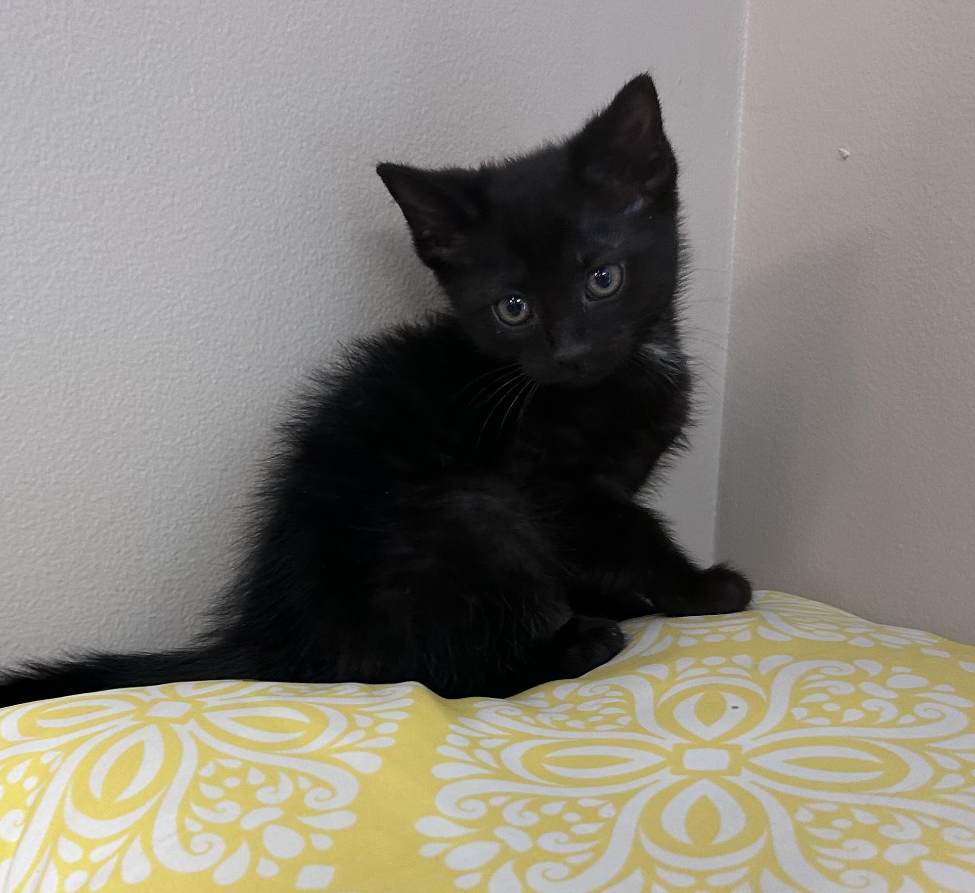 Background and Attributes