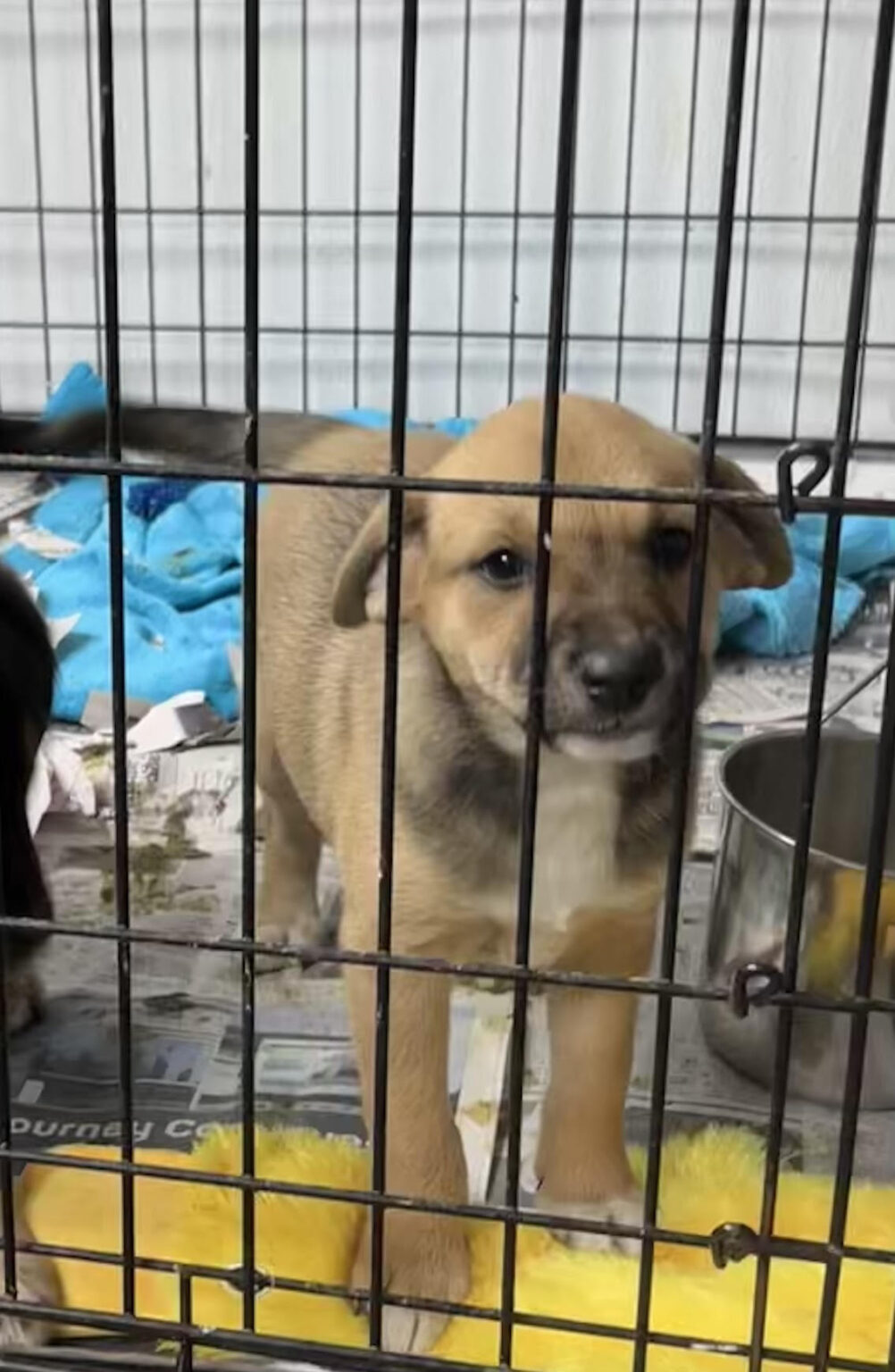 Background and Attributes