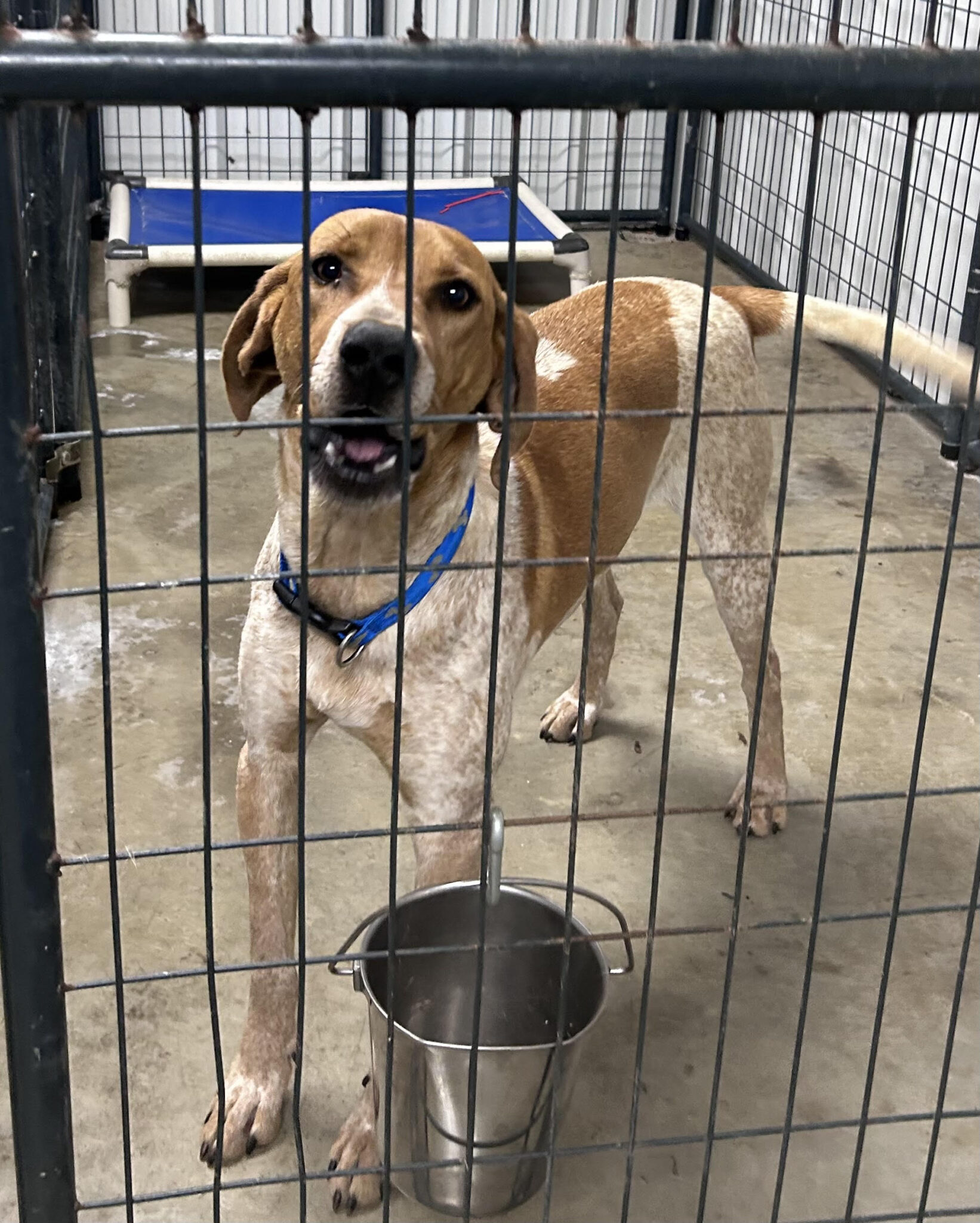 Background and Attributes