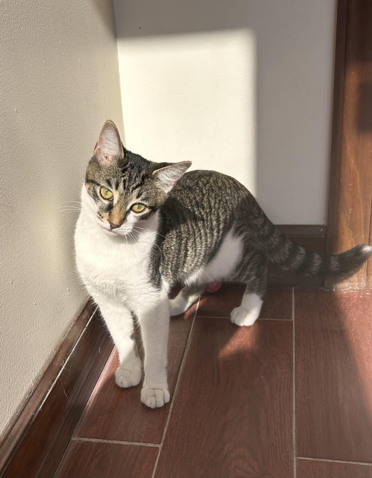 Background and Attributes