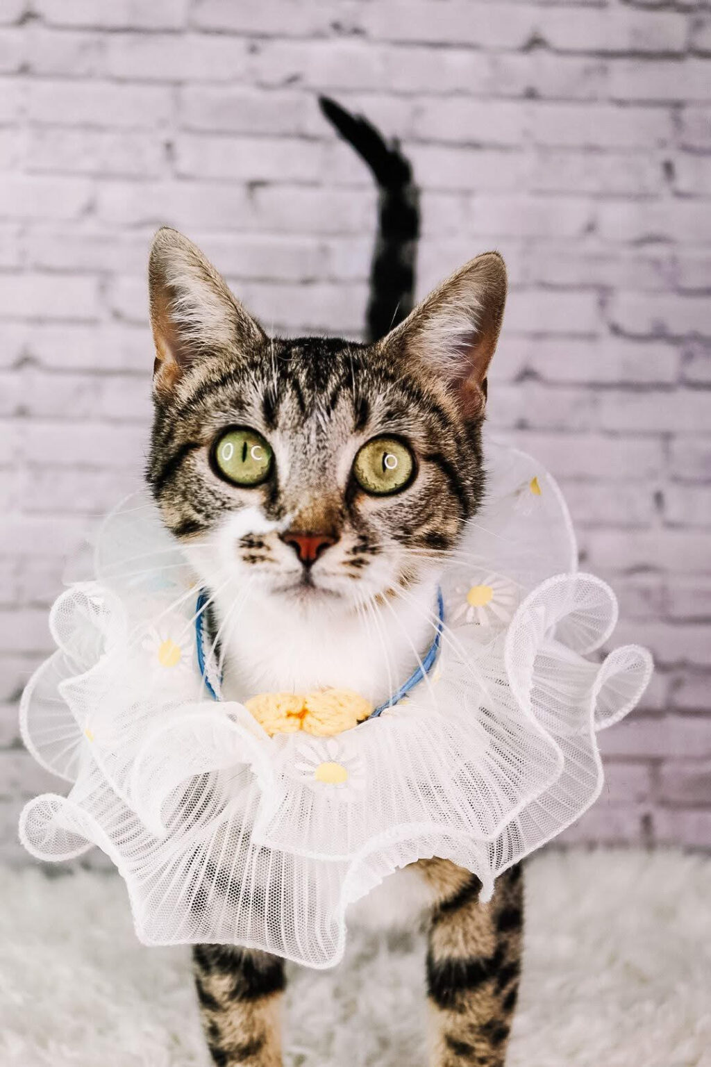 Background and Attributes