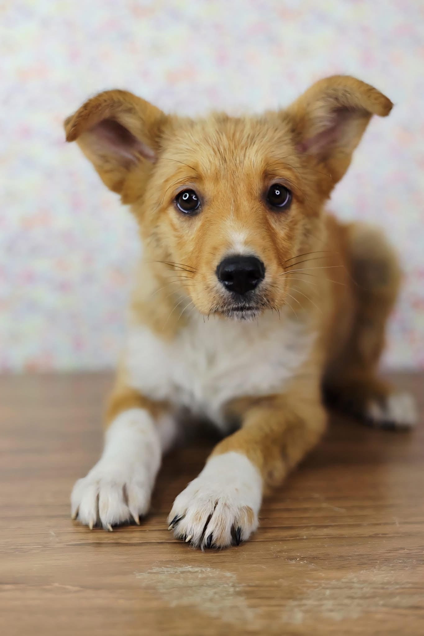 Background and Attributes