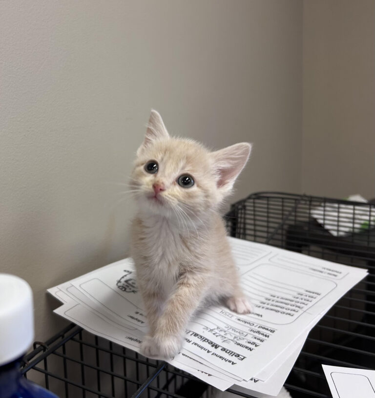 Background and Attributes