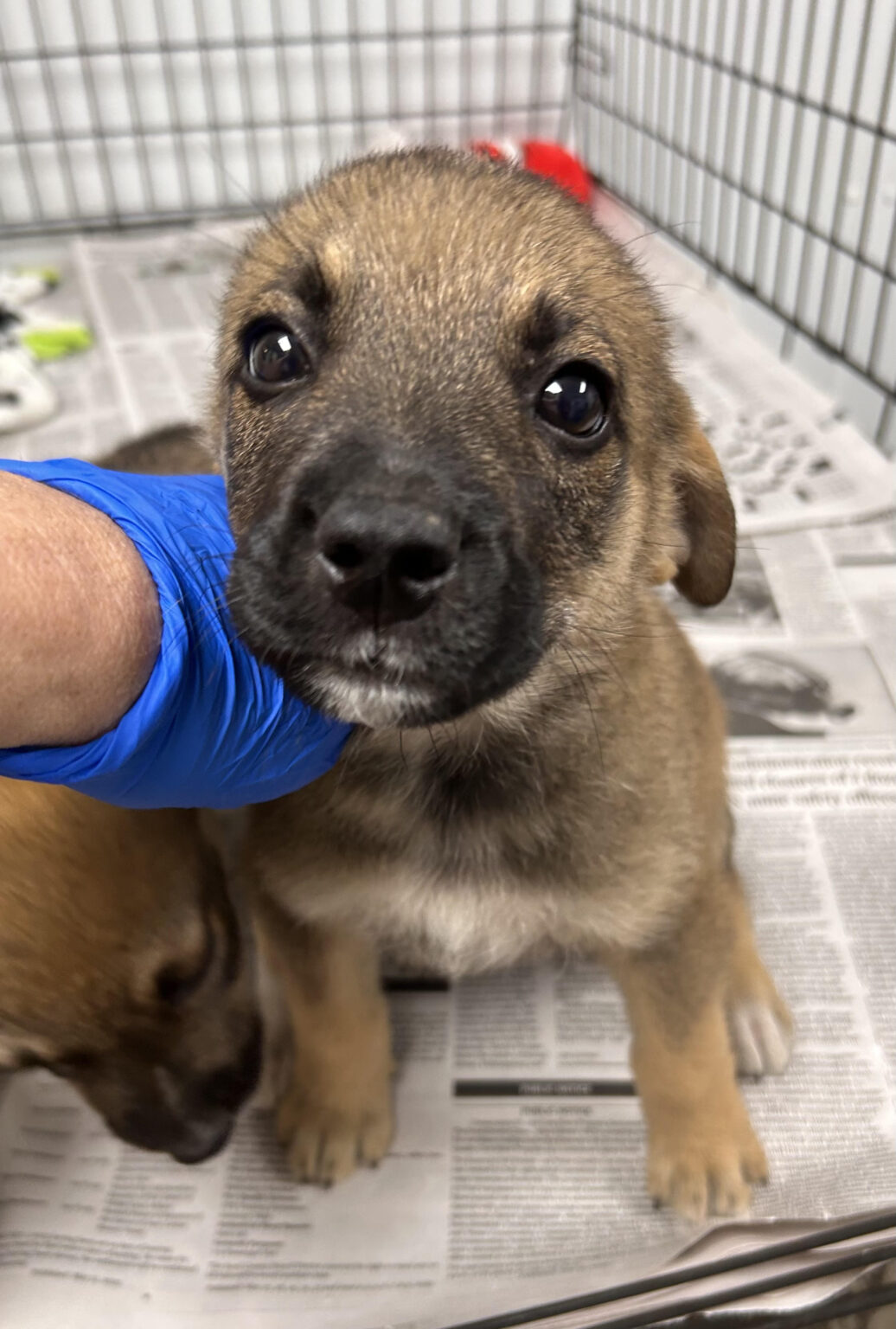 Background and Attributes