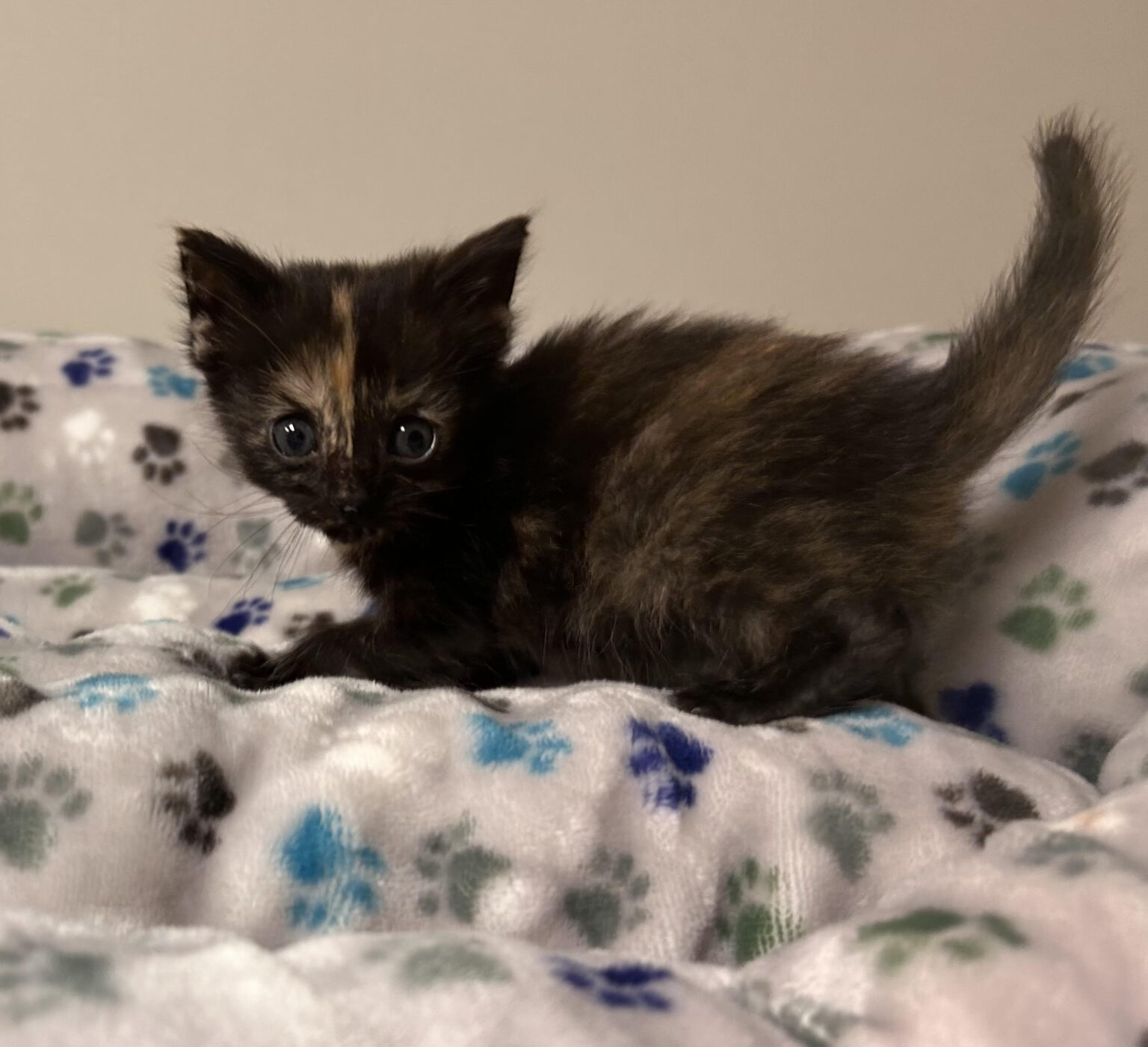 Background and Attributes