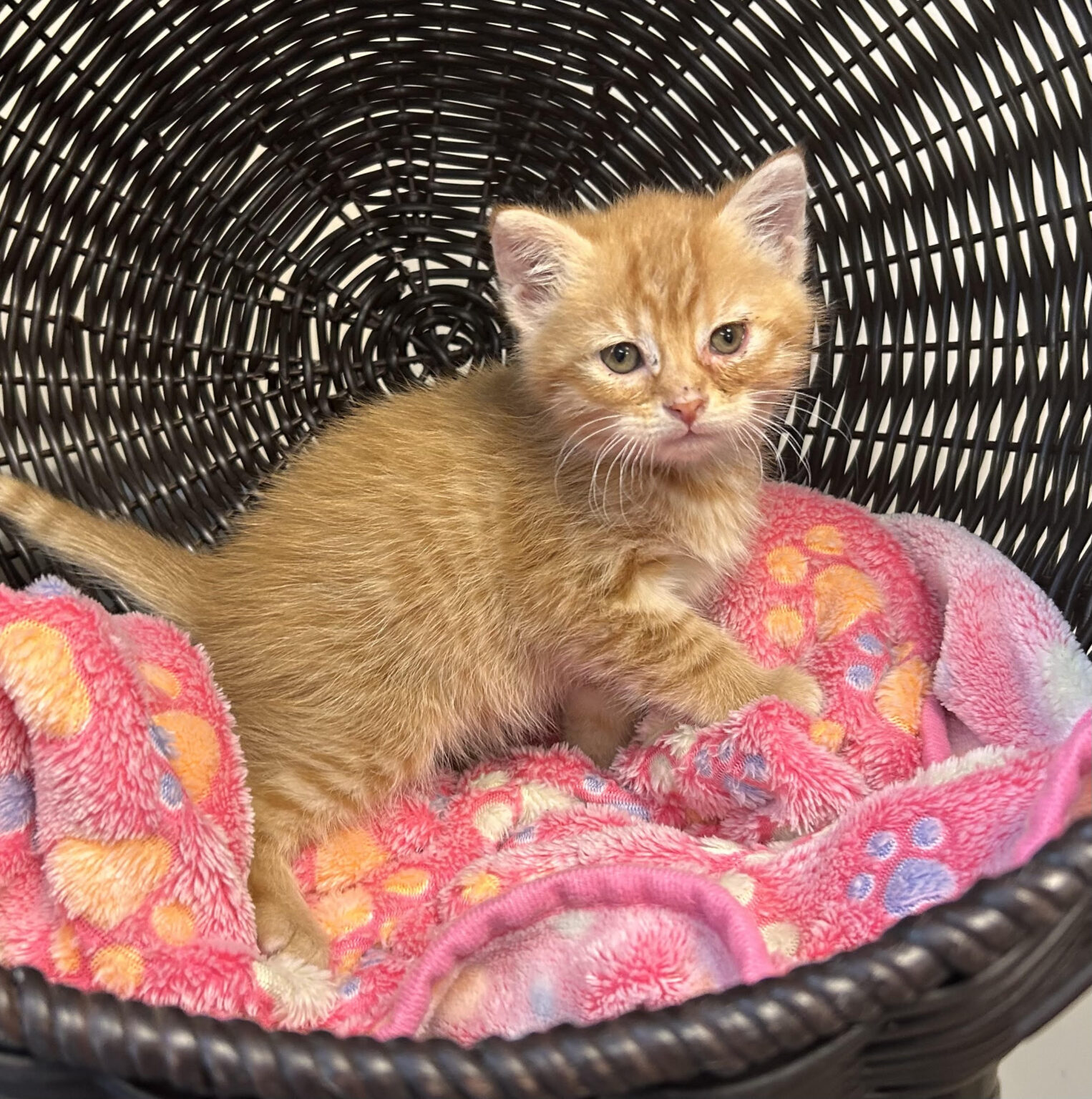 Background and Attributes