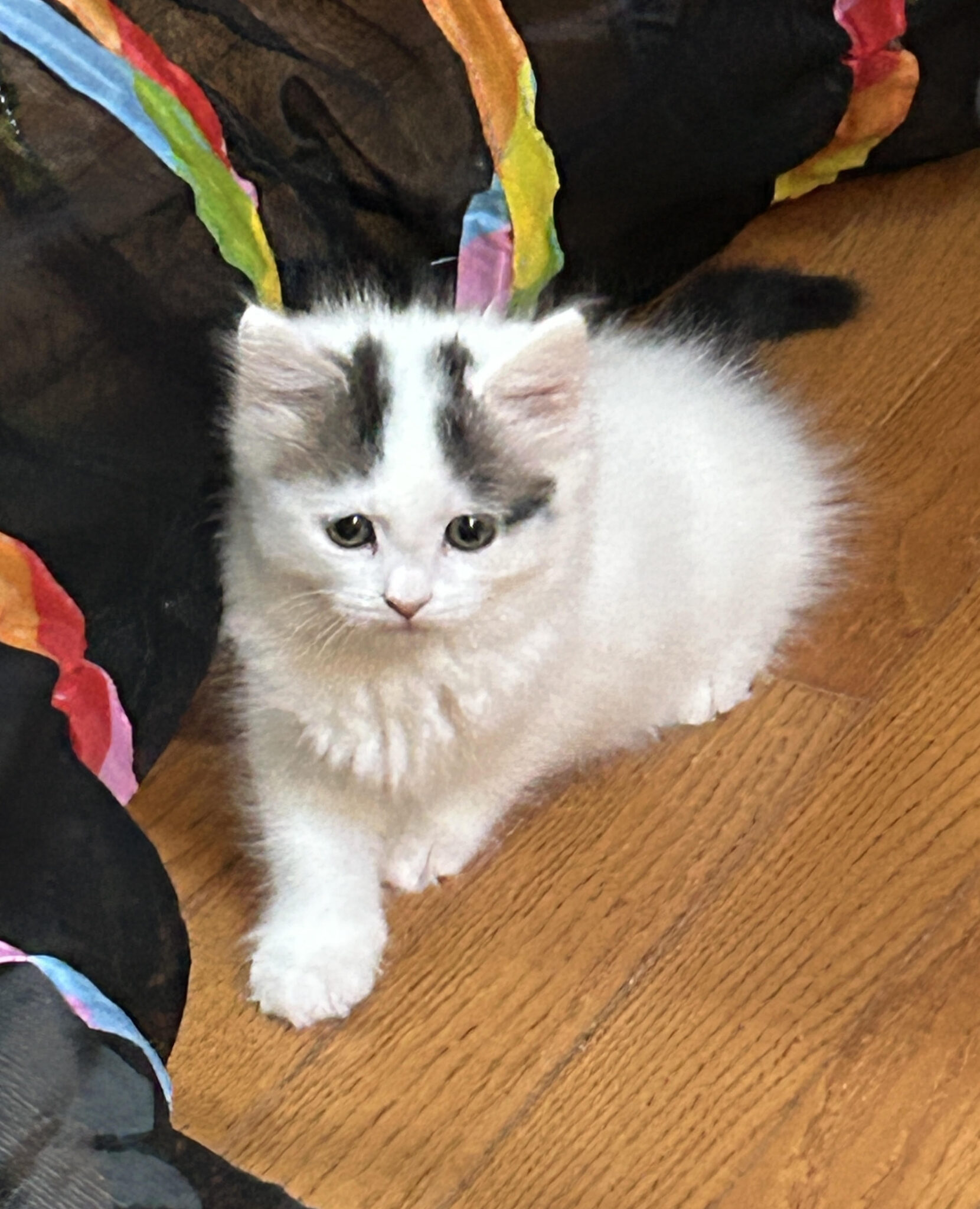 Background and Attributes