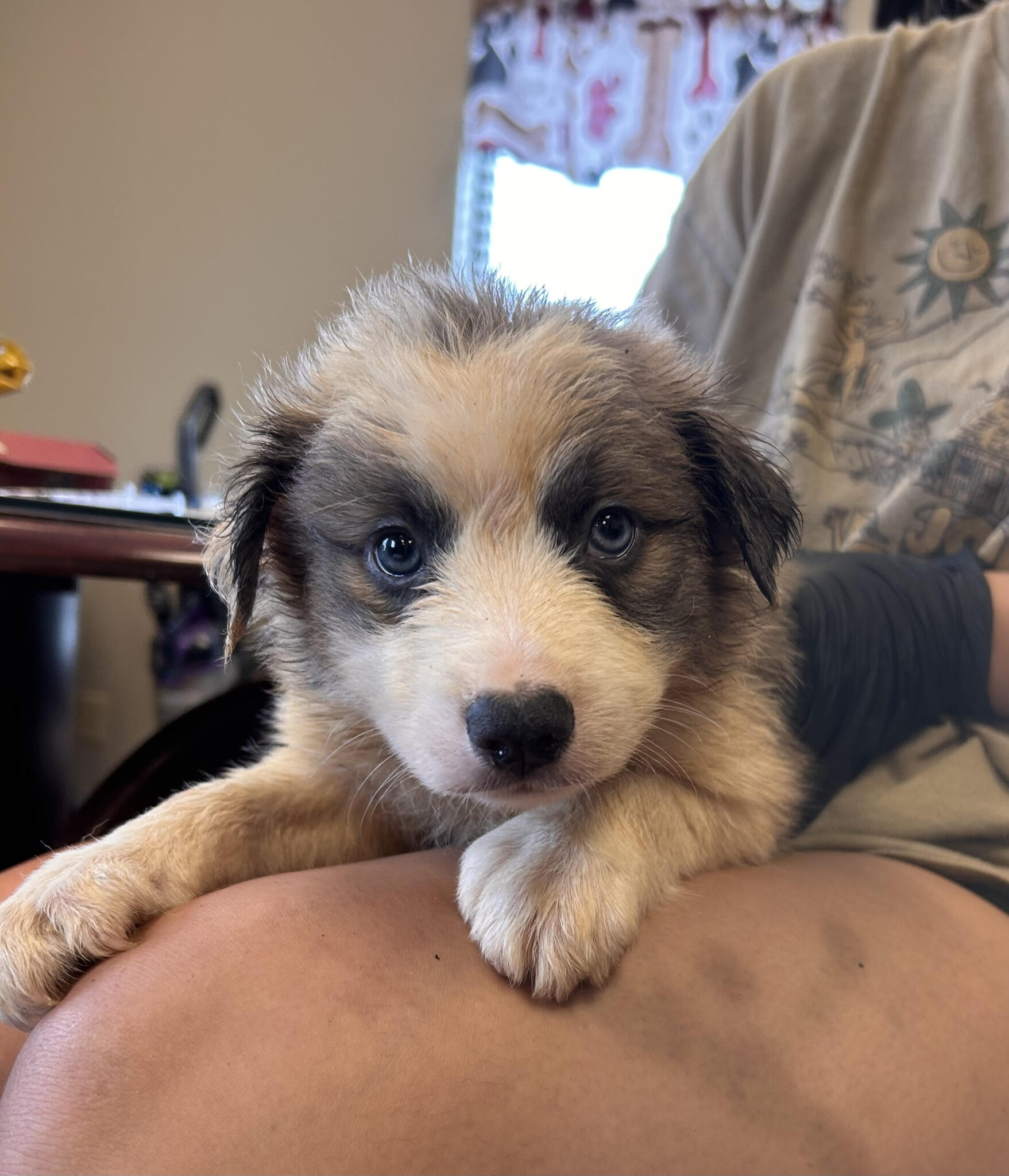 Background and Attributes