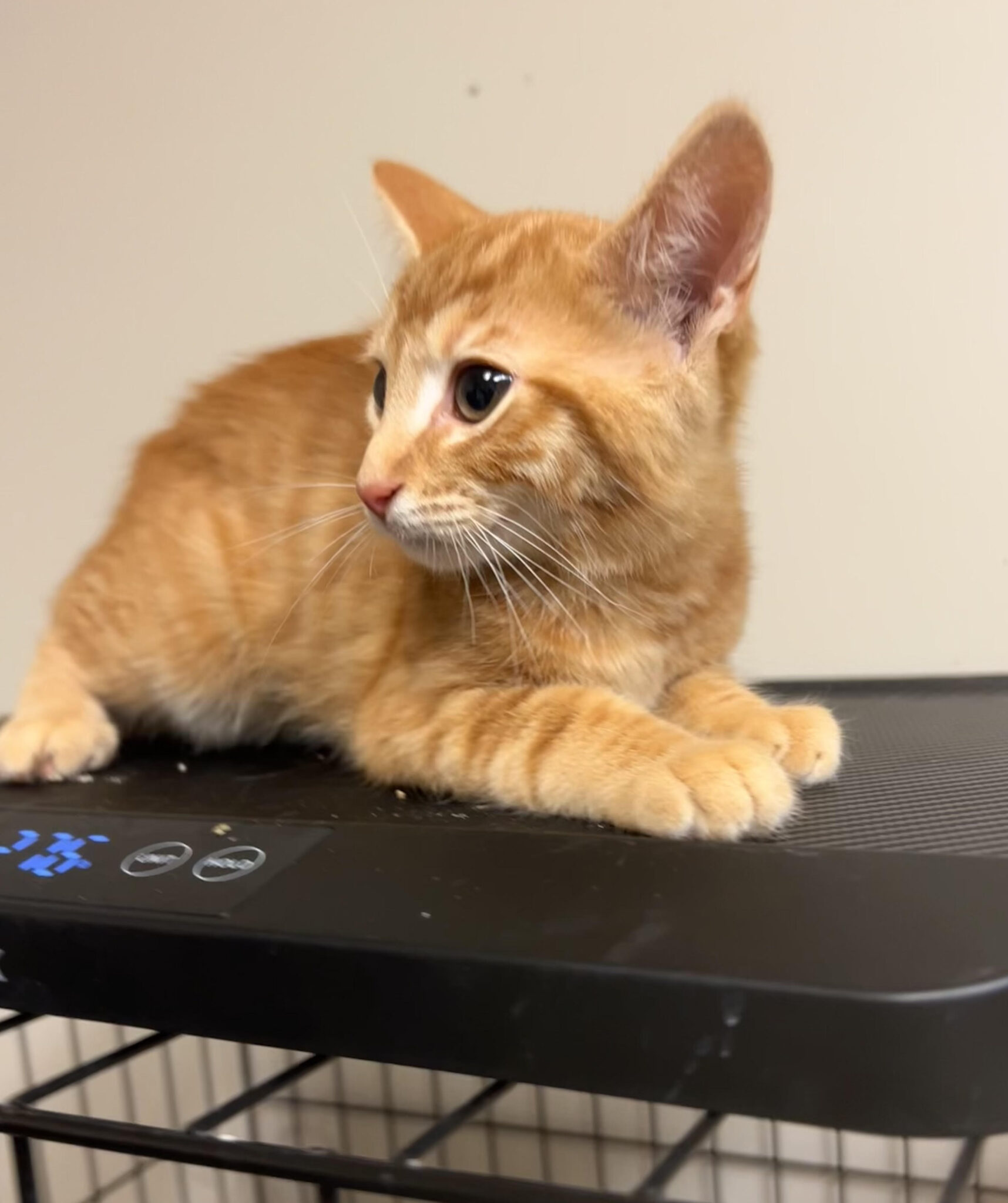 Background and Attributes