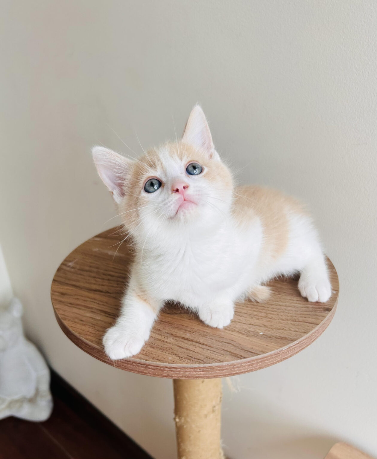 Background and Attributes