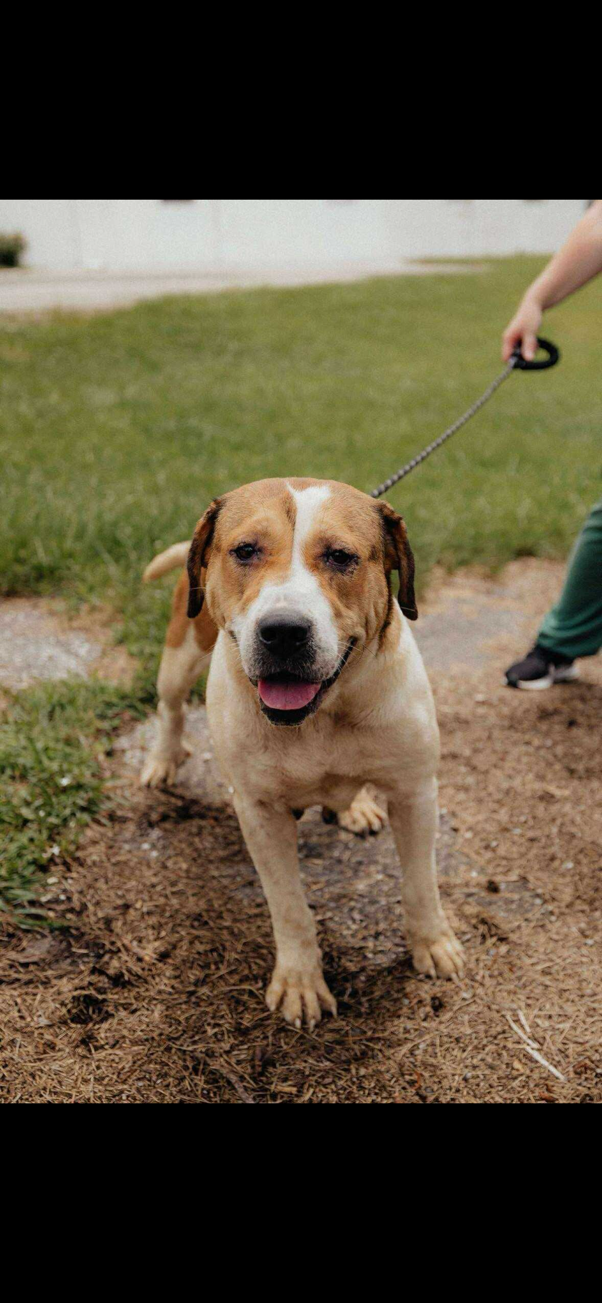 Background and Attributes